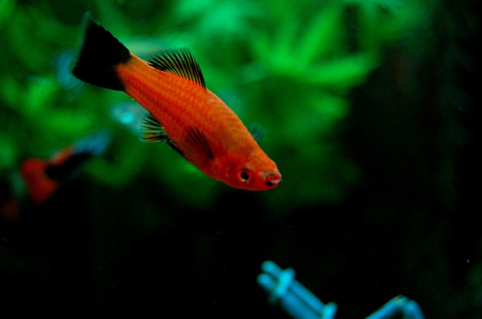 Contact Us - On Site Or Phone Consultation - Fish Guys Inc.